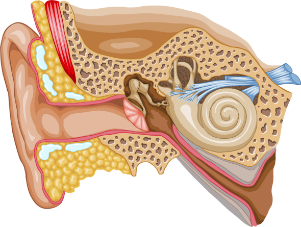 Pérdida auditiva neurosensorial progresiva – miocardiopatía ... Pérdida auditiva neurosensorial progresiva – miocardiopatía ...
