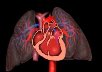 Comunicación interauricular | FEMEXER