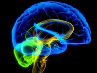 Holoprosencefalia alobar | FEMEXER